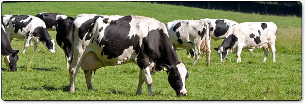 Producción de carne y leche :: Bovino-aprende